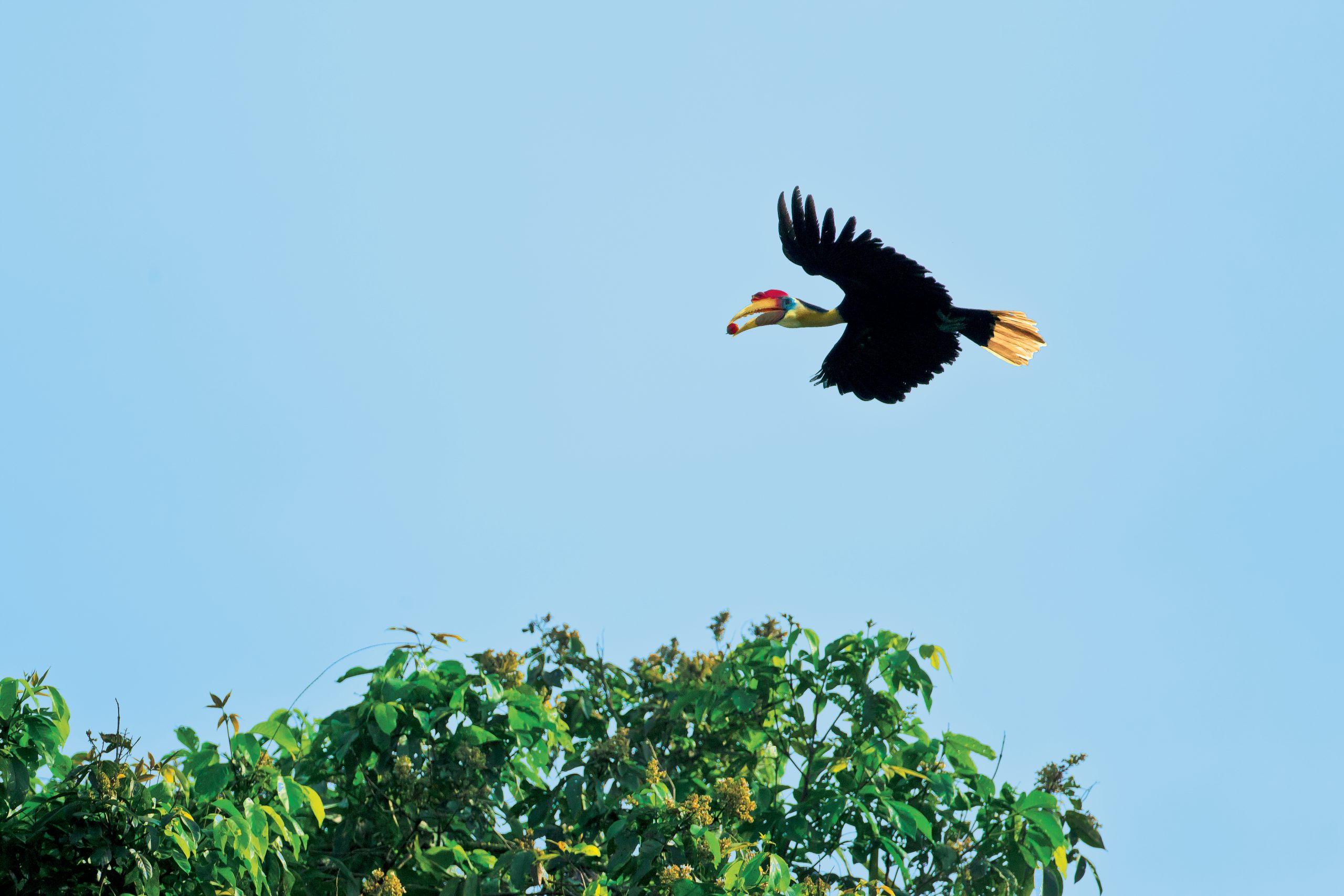 About – Maliau Basin Conservation Area – Enchanting Lost World of Borneo