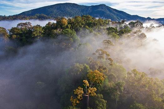 About – Maliau Basin Conservation Area – Enchanting Lost World of Borneo